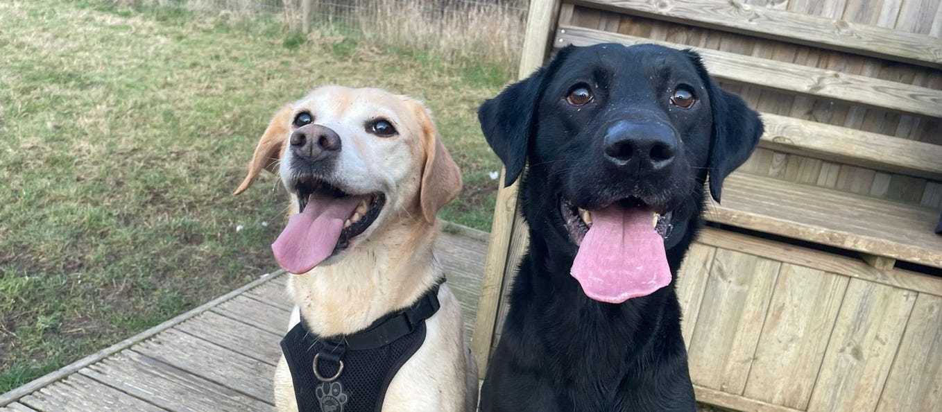 ADA vs. MYRO: The Ultimate Solana Dog Battle Unleashed! | by ADAonSOL ...