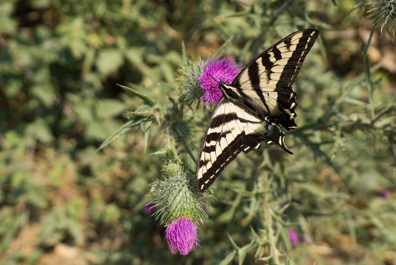 How to Make and Analyze Music in Python | Towards Data Science