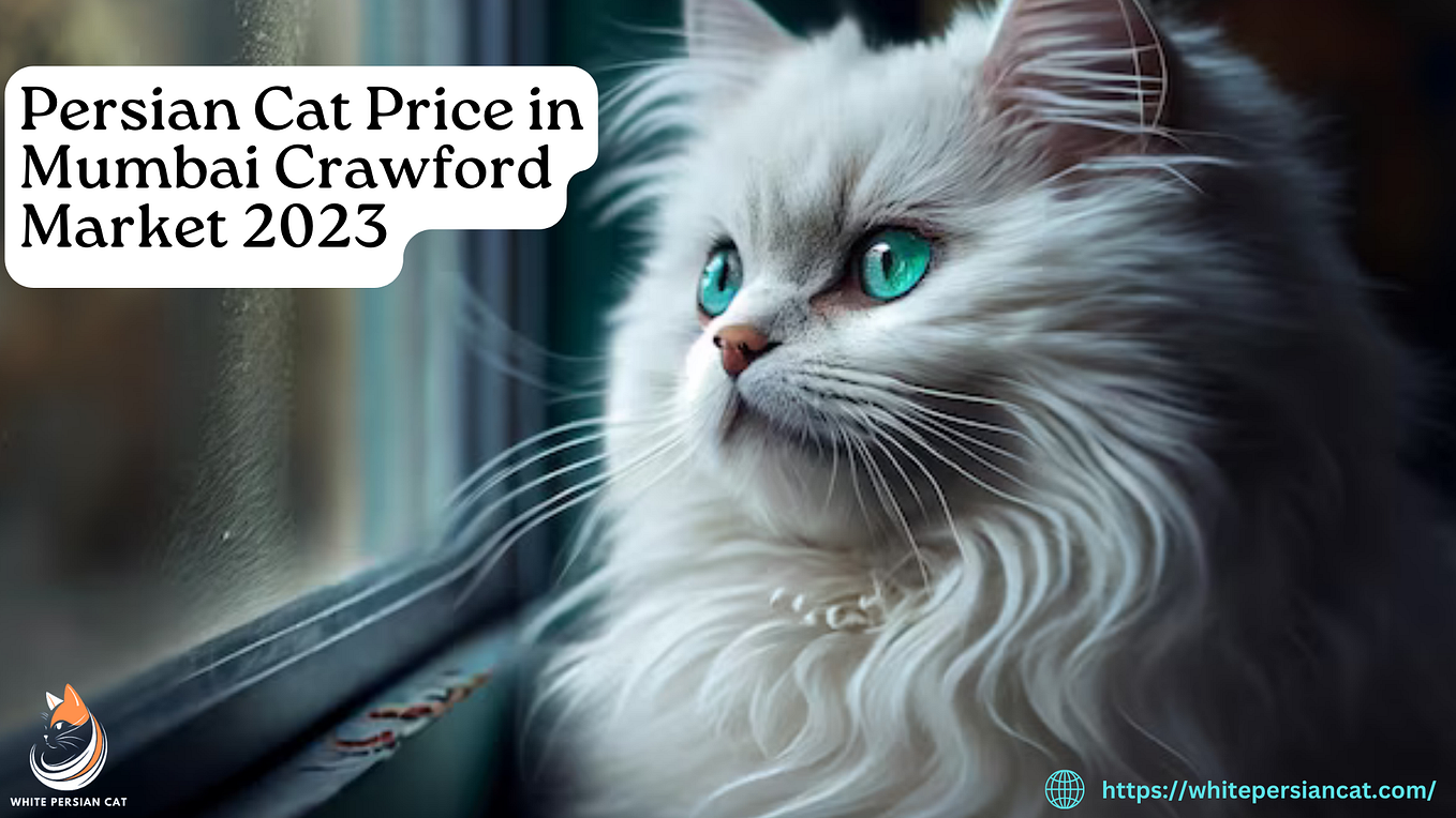 Persian Cat Under 1000 in India, 2023 | by Whitepersiancat | Medium