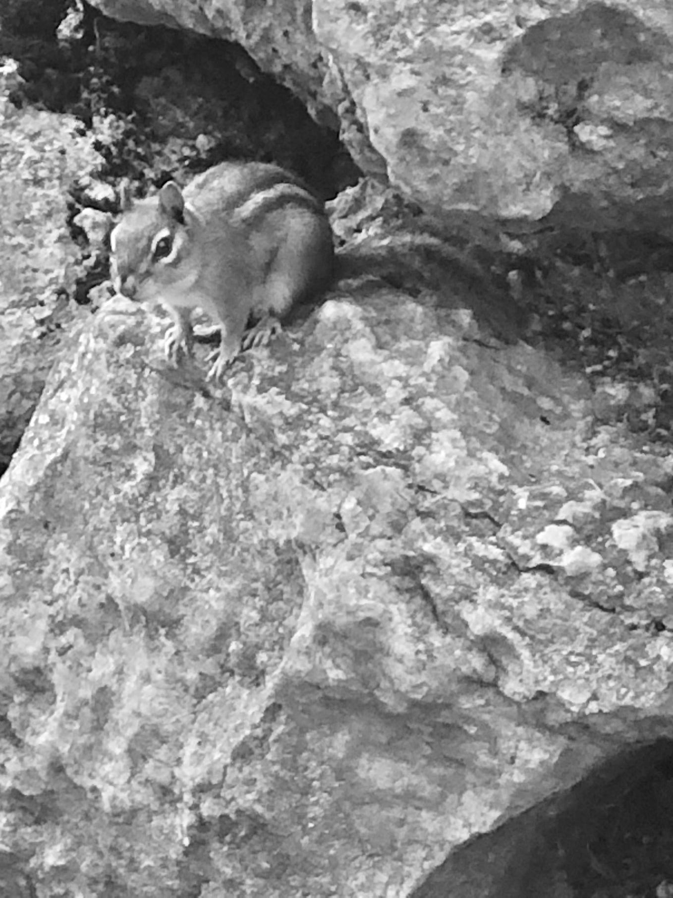 Wow, that’s really cool, Bruce! I wonder how they became so tame—like ...