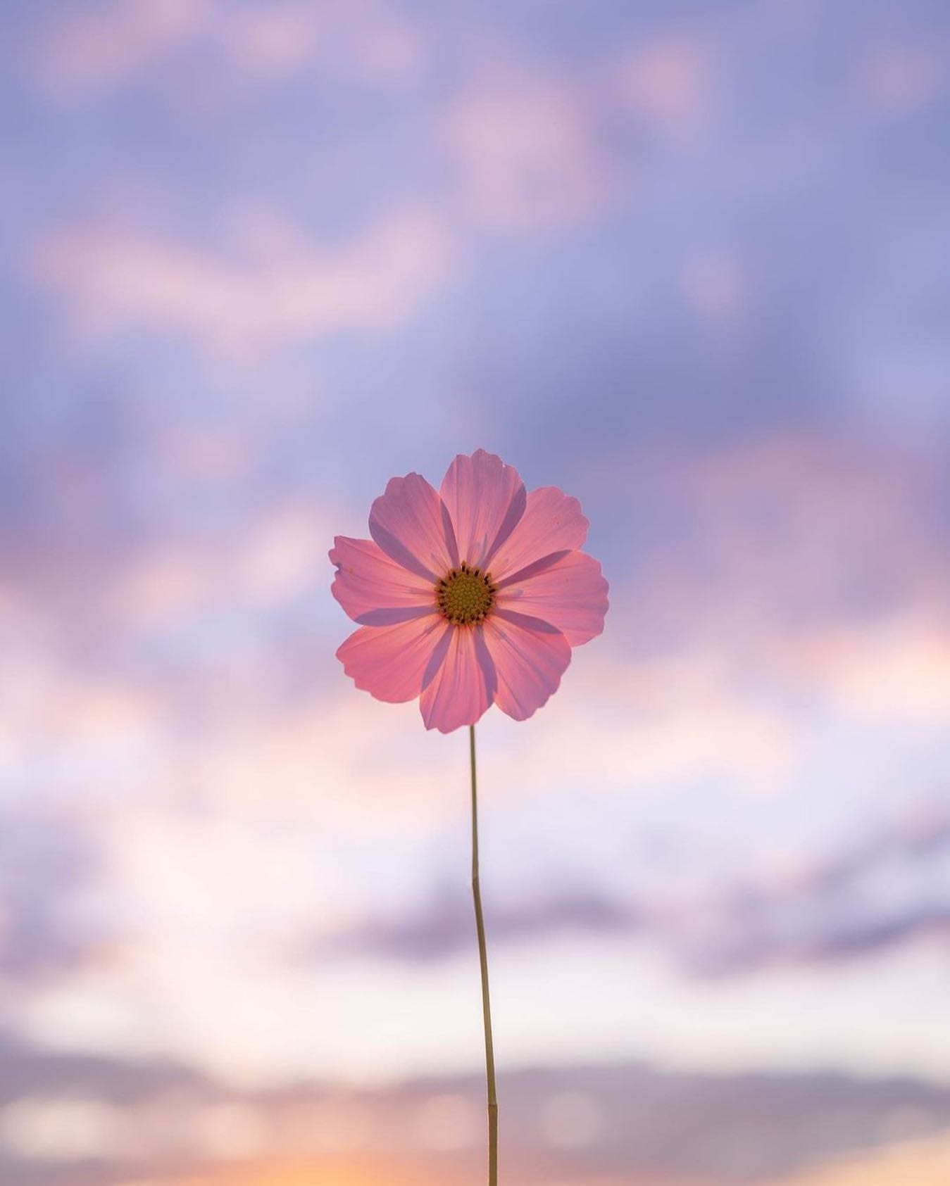 Single Flower Wallpaper