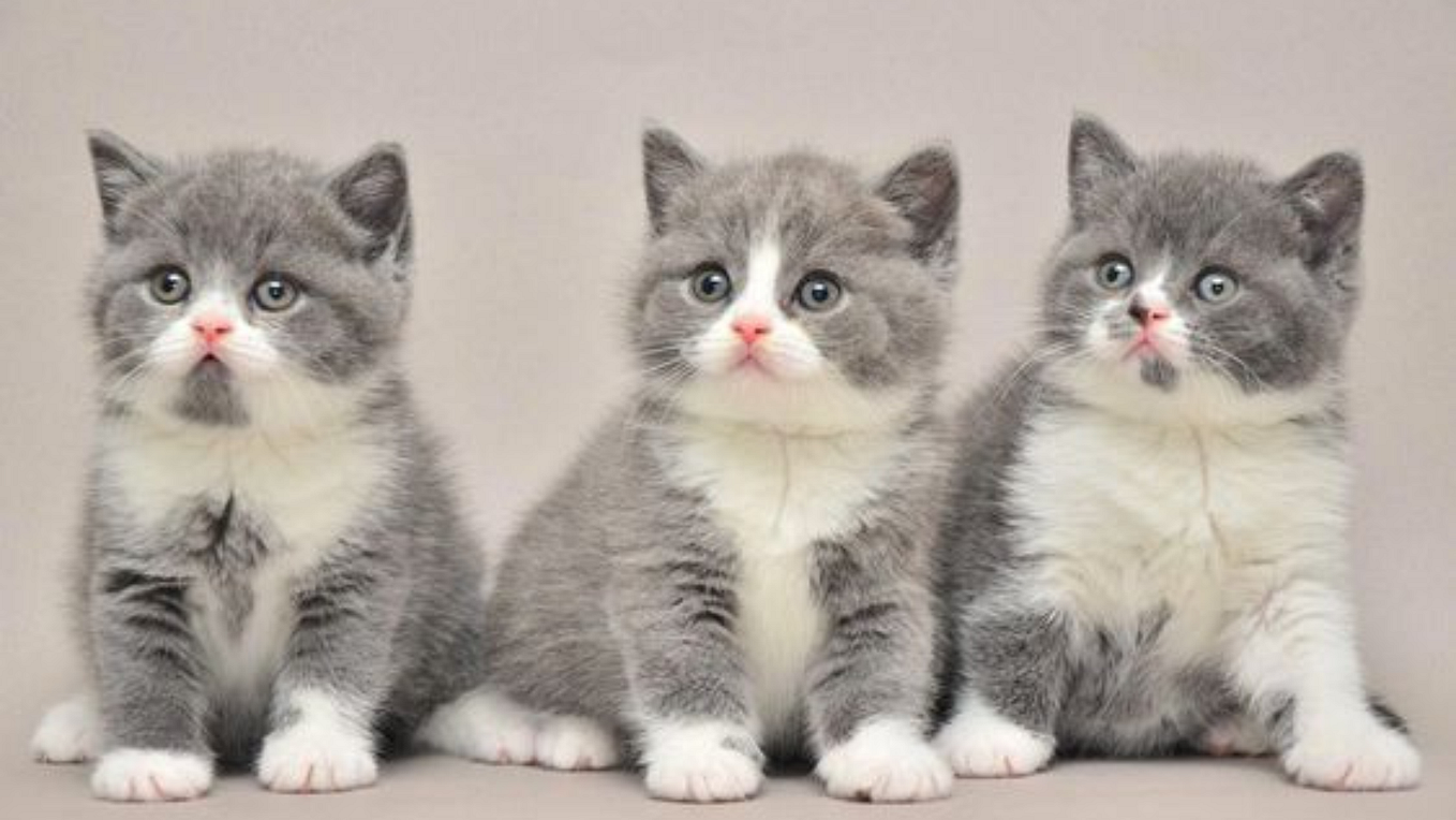 Discover Cat Price in India Under 2000 Rupees!:Affordable Feline ...