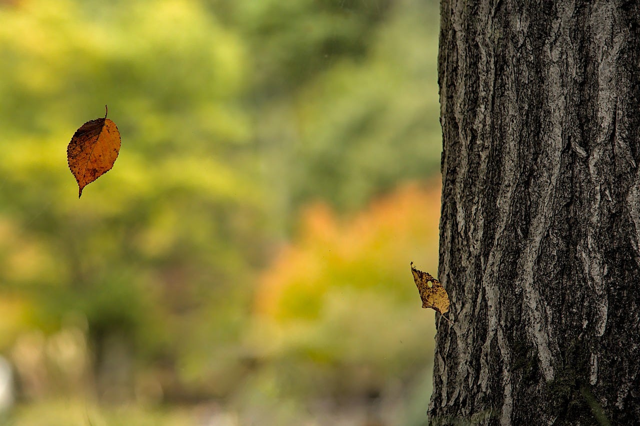 5 Ways to Write an Effective Critical Appreciation of a POEM | by Komal ...