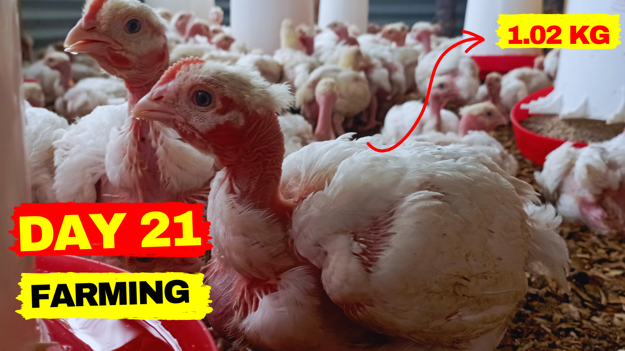 Creating Social Impact Through Poultry Farming | by Njuguna Hilary | Medium