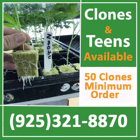 If you want to buy 50 Clones then your order confirm. Contact us now ...