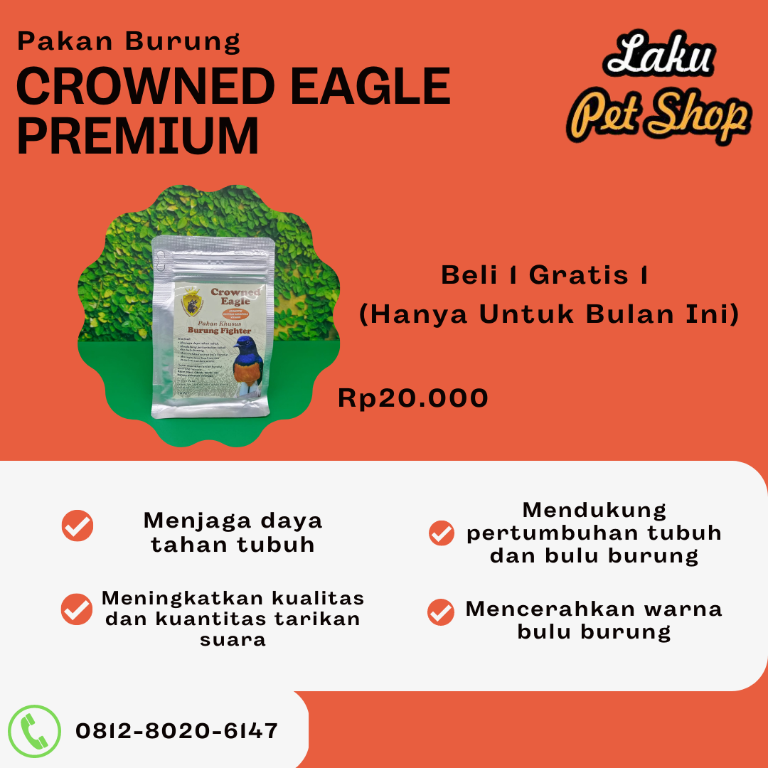 Jual Voer Burung Murai Asli Crowned Eagle - MAU PAKAN BURUNG MURAI ...