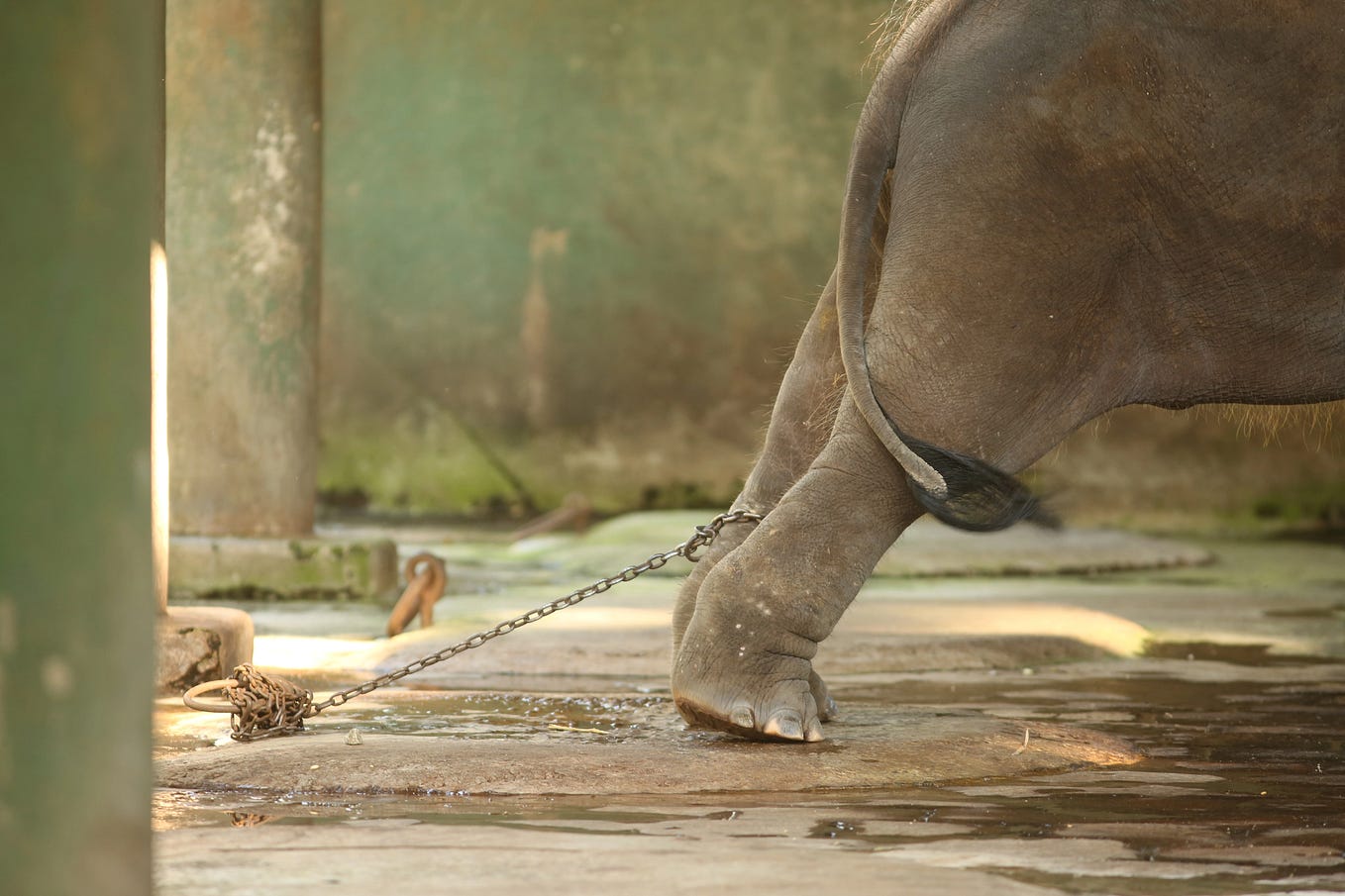 Ethical Angels — Authentic Kindness to Distressed Animals | by Calvin London | Write A Catalyst ...