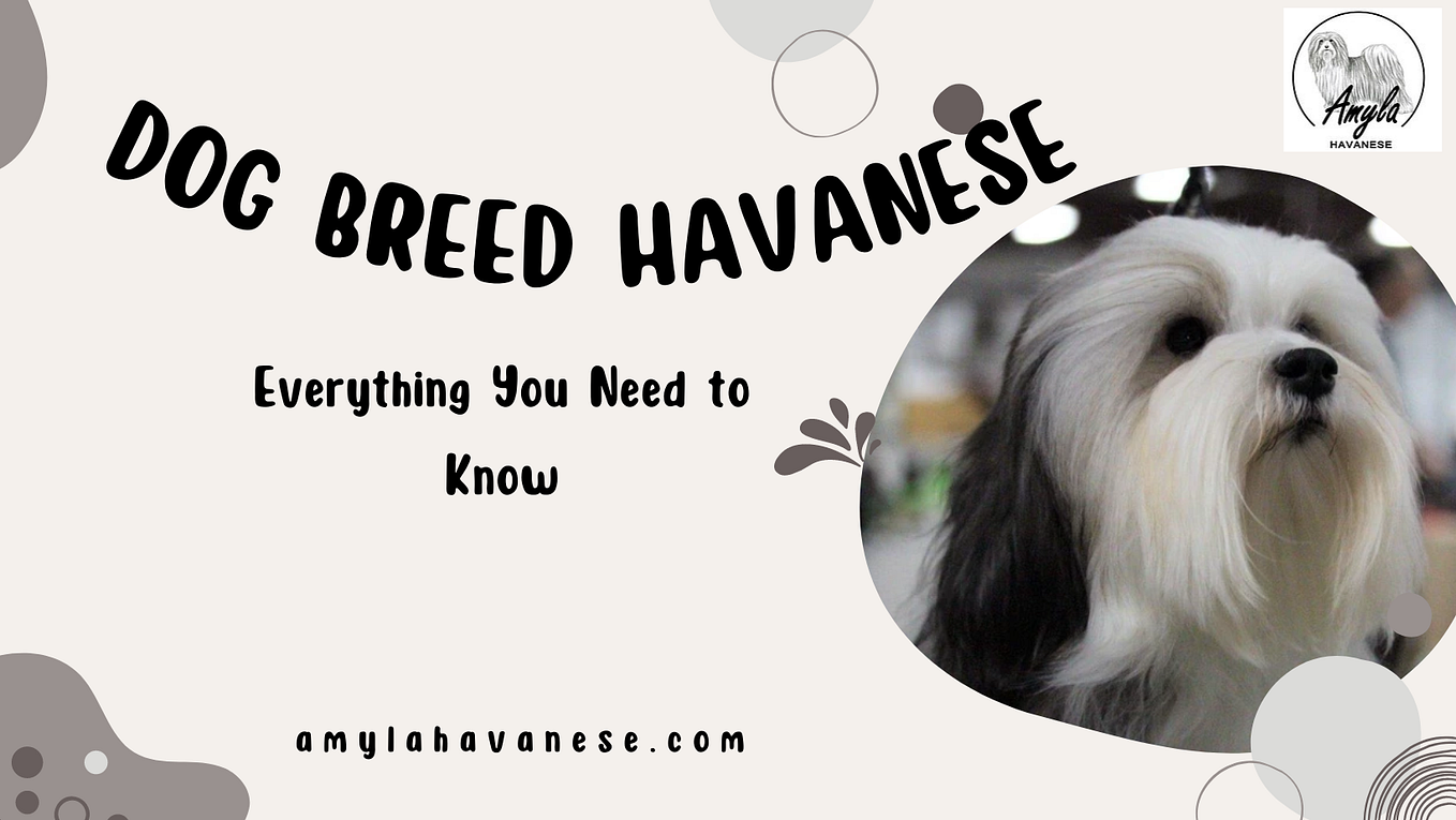 Havanese Temperament Playful - Amyla Havanese - Medium