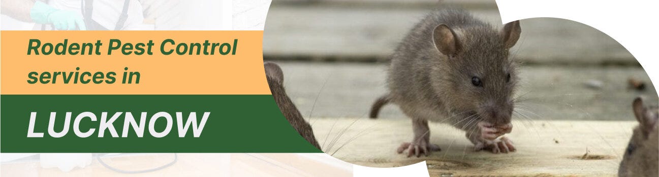 Commercial Pest Control Service in Lucknow | by Bharat pest Control lucknow | Apr, 2024 | Medium