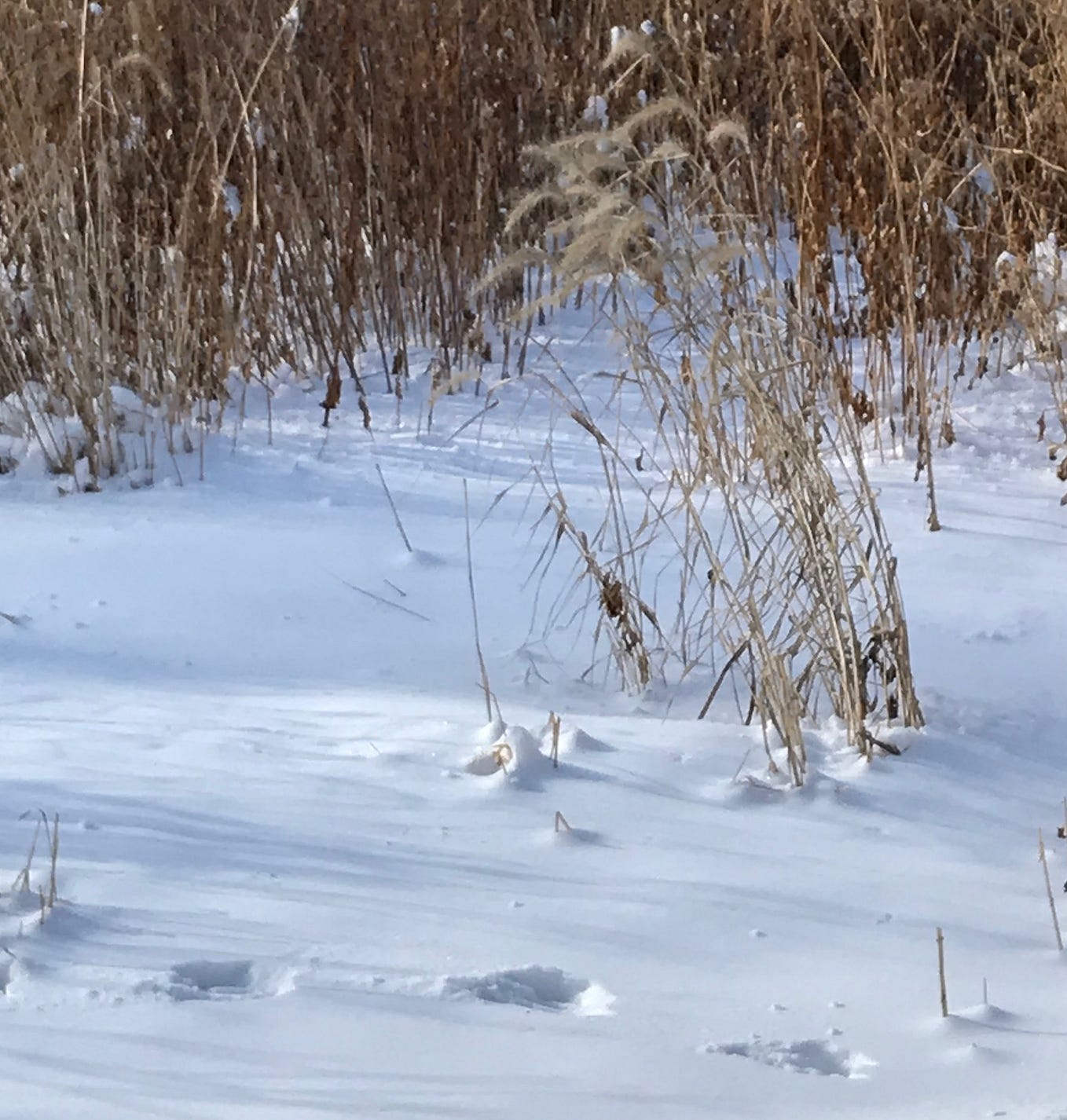 Micro-Prairie Quick Reference. Over the last couple of years I have ...