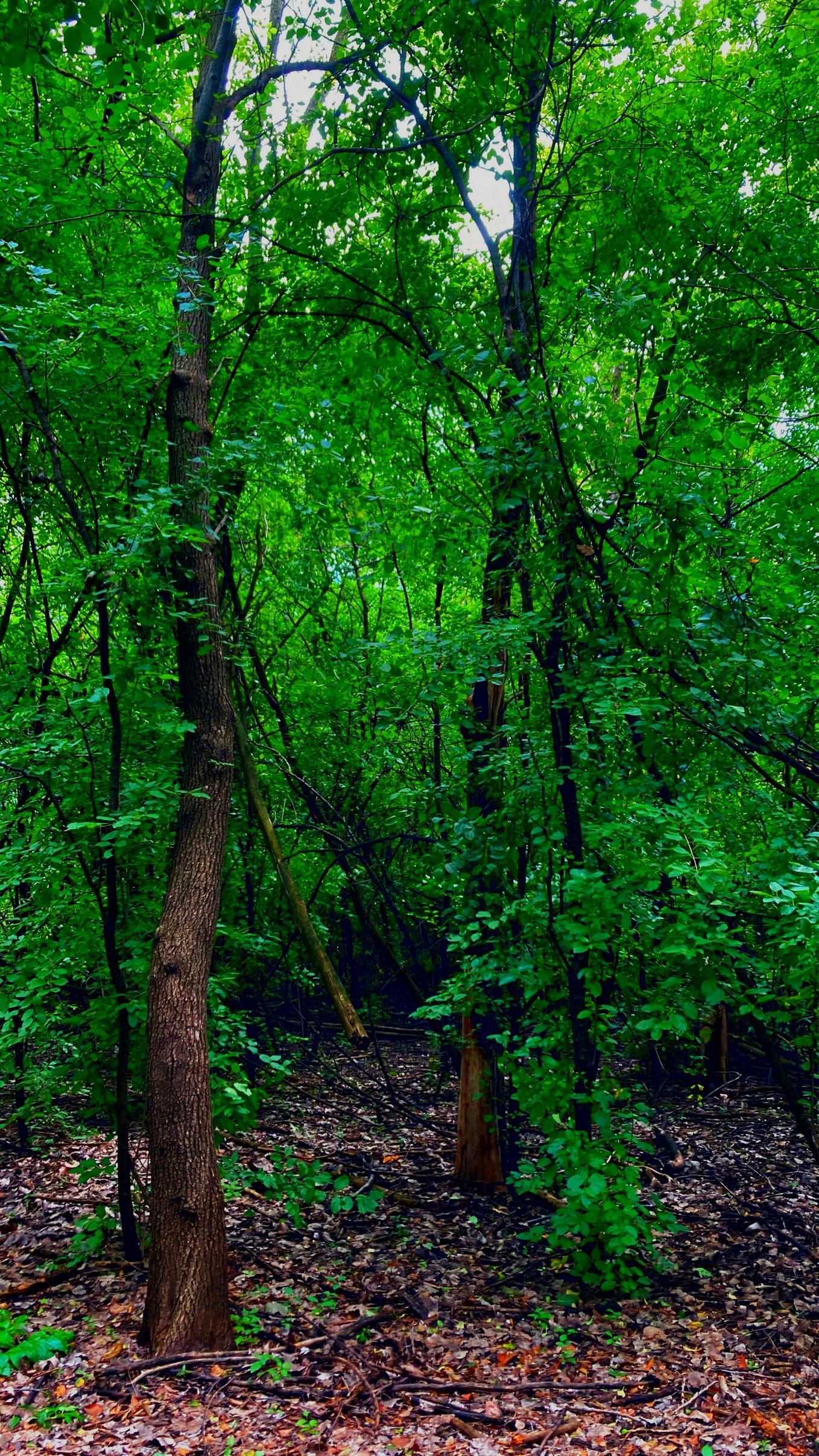 Frazzled Mind? Not Know Which Way to Turn? What to Do First? | by David ...