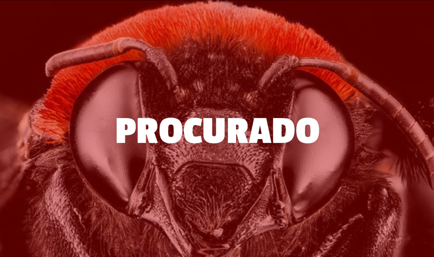 Sikuli IDE — “Hello World”. A cada dia que passa as aplicações… | by ...