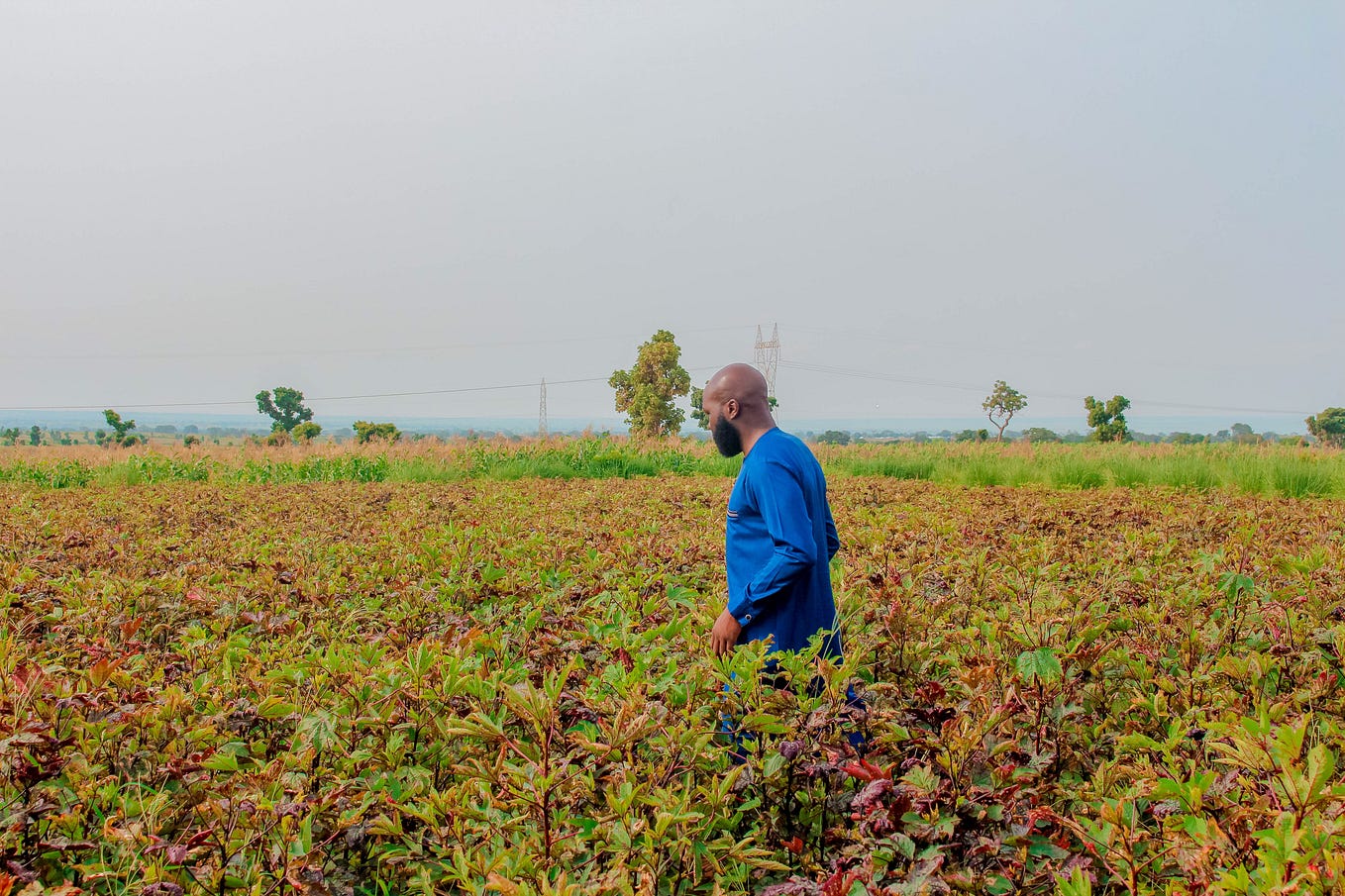 Cannabis in Africa. Cannabis, also known as marijuana, has… | by Shalom ...