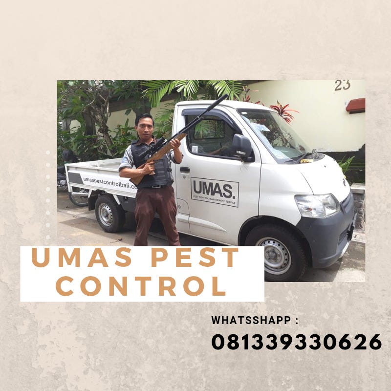 pembasmi081339330626 pest control di bali | by Elony Efrata | Medium