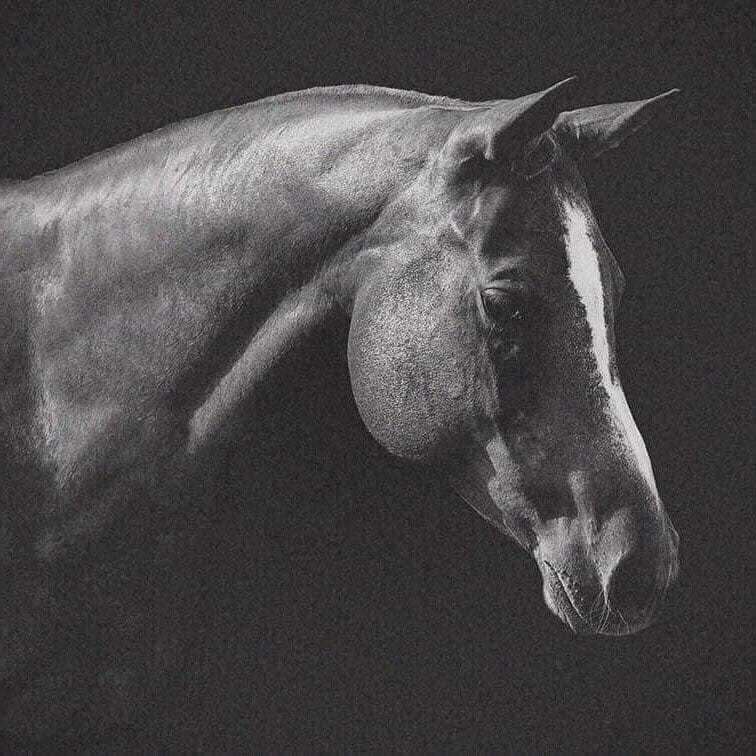 Why women fall in love with horses | by Lucy Bloomfield | Medium