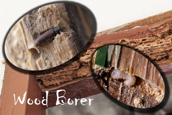 Get rid of the exasperating borer with the help of experts | by PEST ...