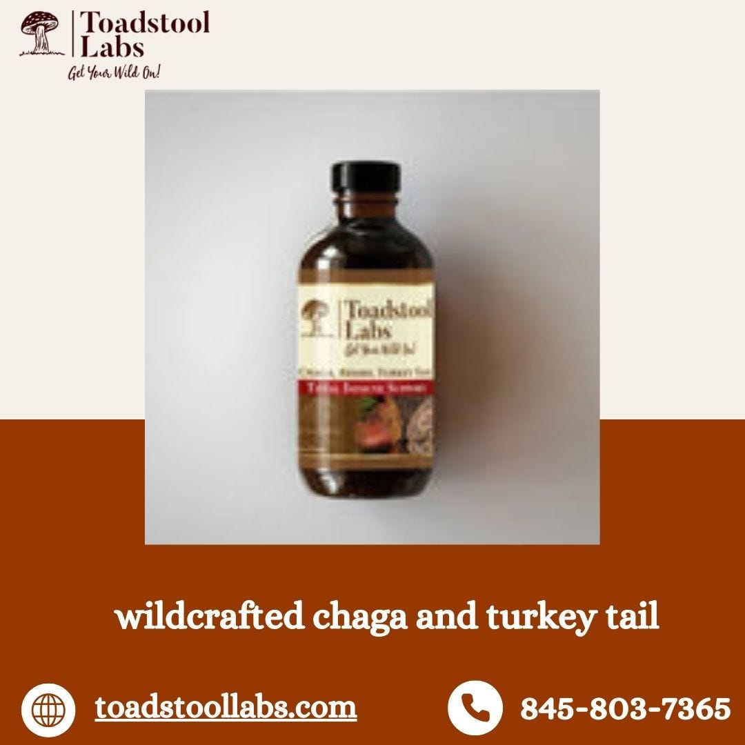 Turkey Tail and Chaga Mushrooms for Health and Wellness | by Toadstoollabs | Medium