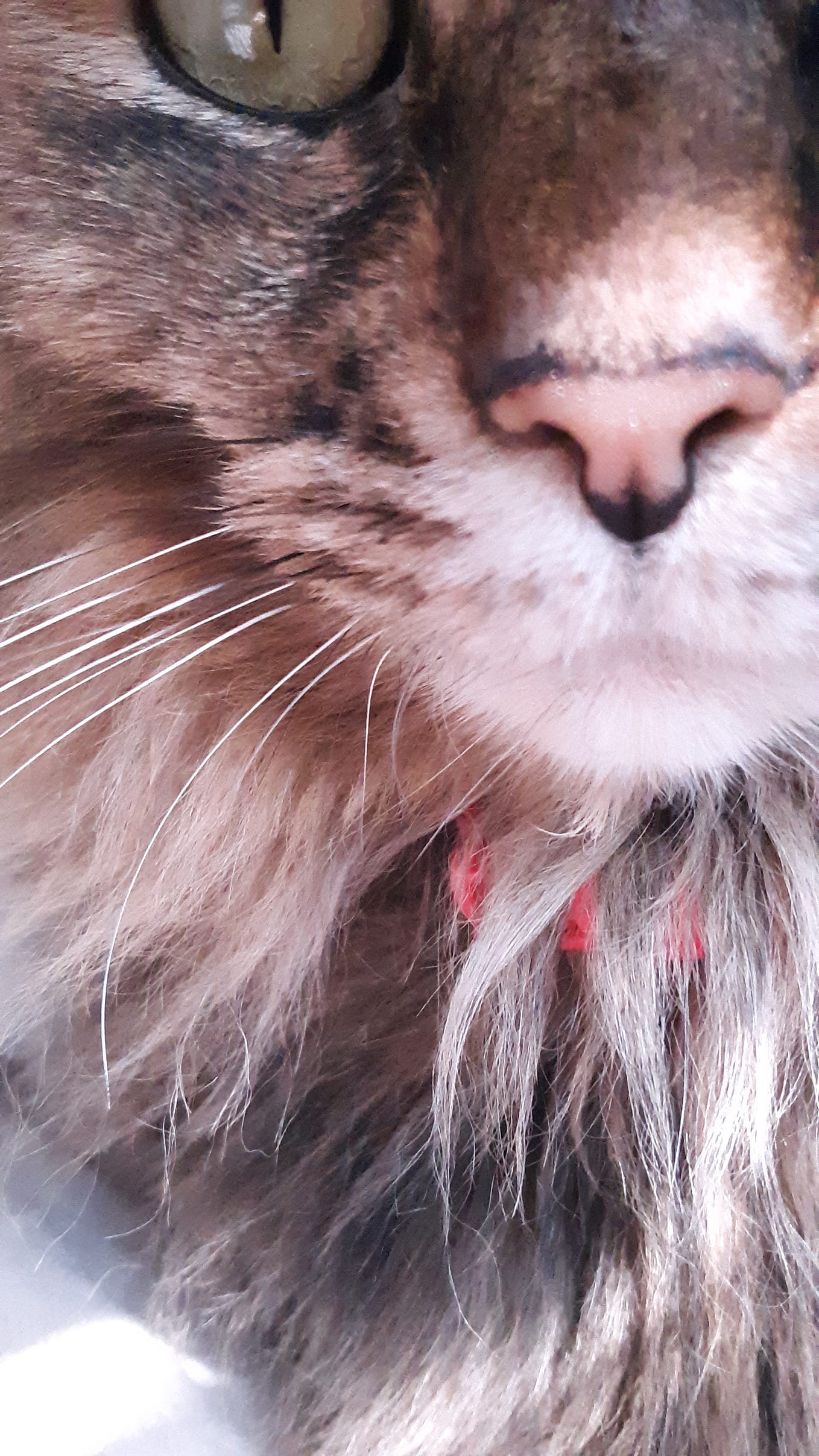 Eight Ways to Tell if Your Cat is a Genius | by Nancy Parish | The ...