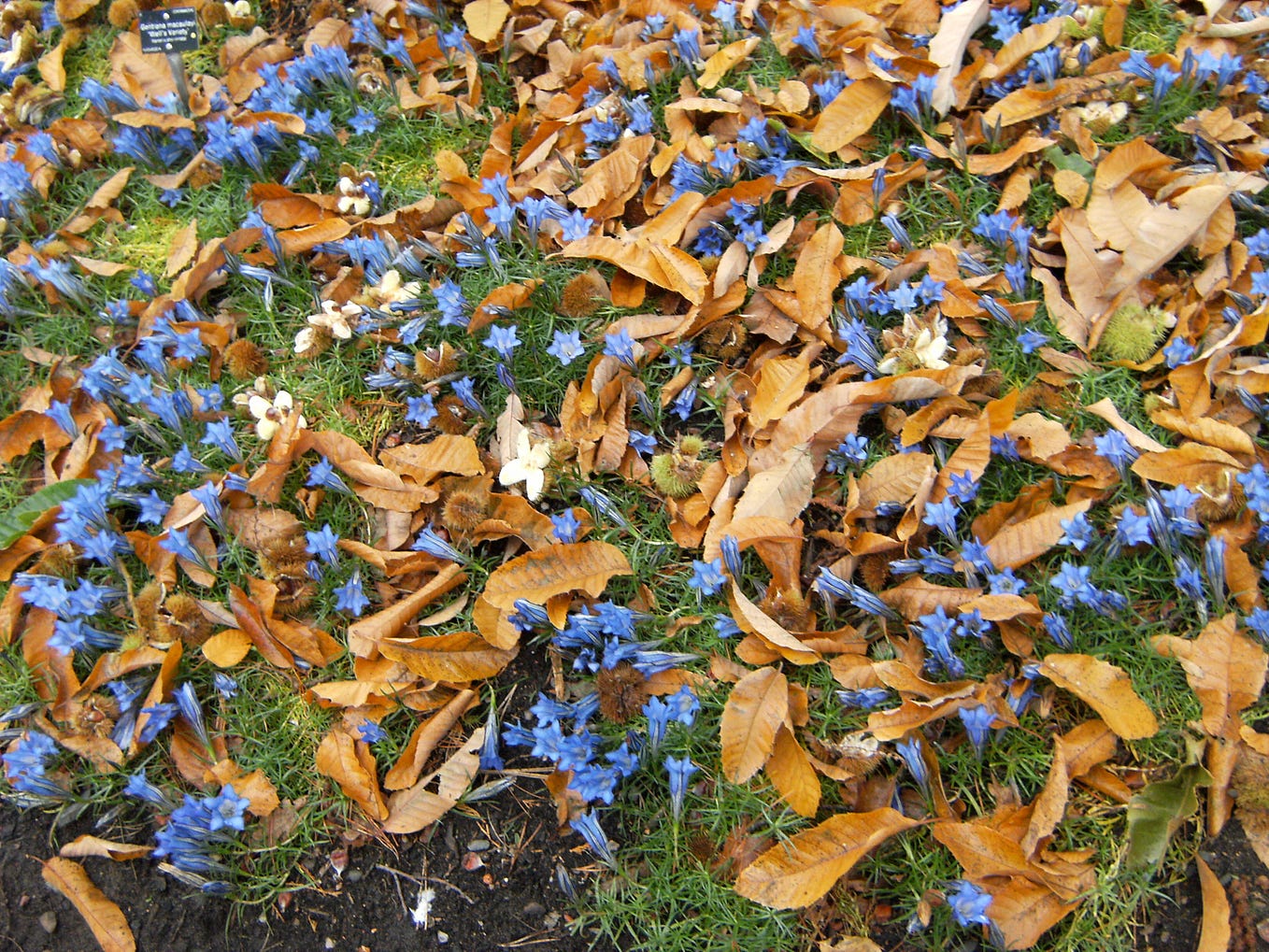 Barbara. A poem by Jacques Prévert with English… | by San Cassimally ...
