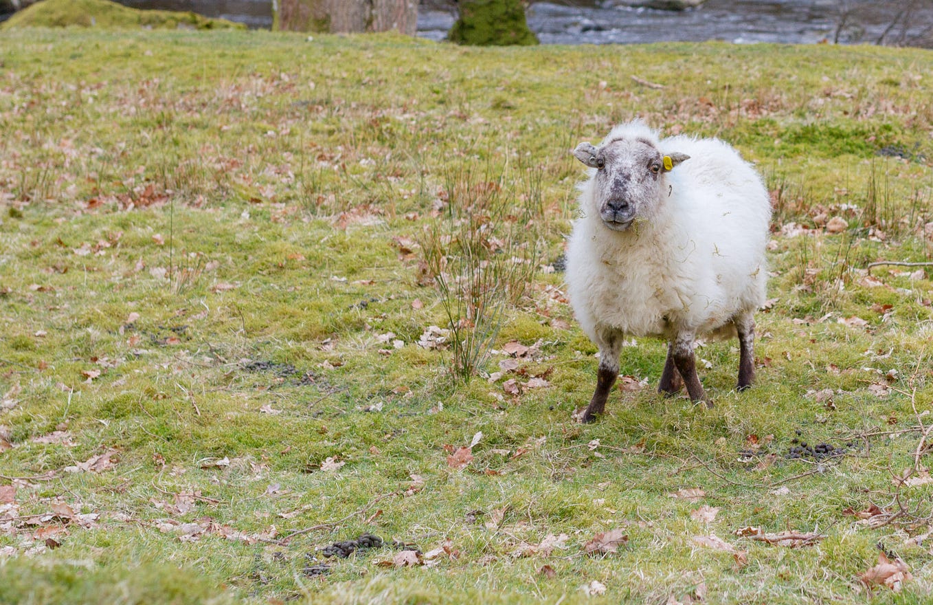 Presenting the Goat Model of Leadership | by Sara Long | Medium