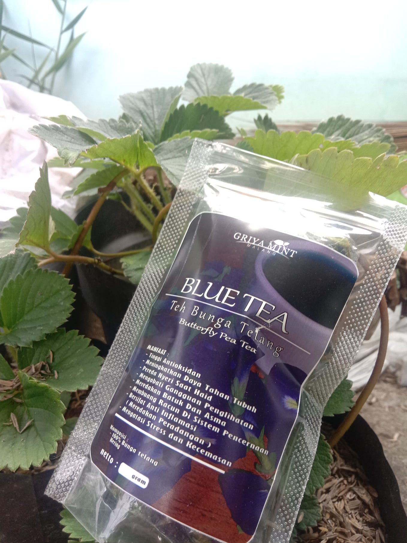 FOR SALE, Call 0813–5812–33335, BLUE TEA EGYPT - Produsen Bluetea ...