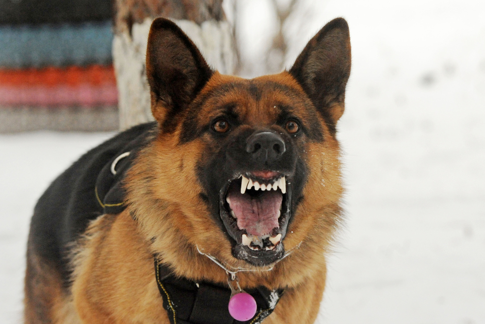 How To Tell If A Dog Is In Pain: 10 Signs - Love Of A Pet - Medium