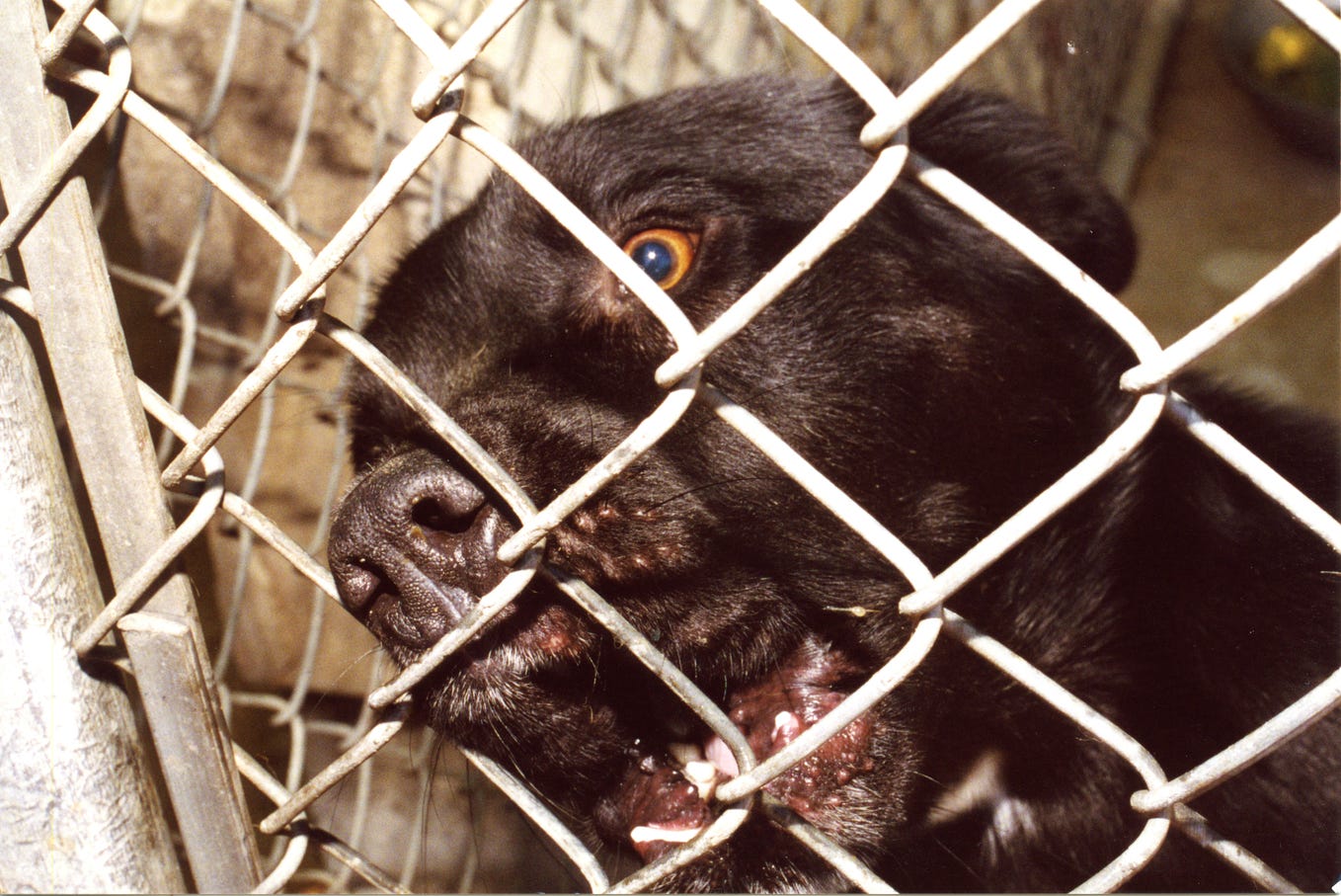 10 Years On: An Oral History of Katrina Animal Rescue, part 5: Tough ...