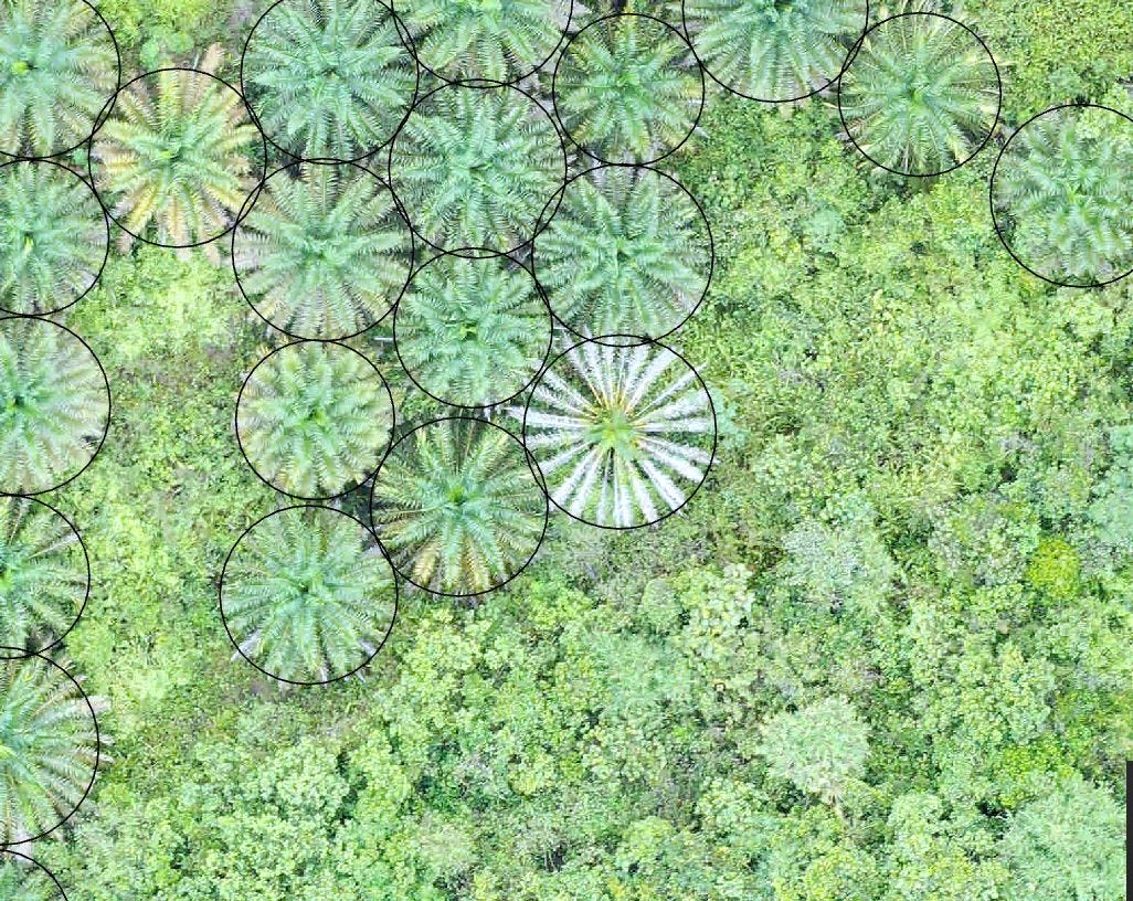 ArcGIS Pro Tutorial: Masking the Canopy Area of Oil Palm Leaves | by ...