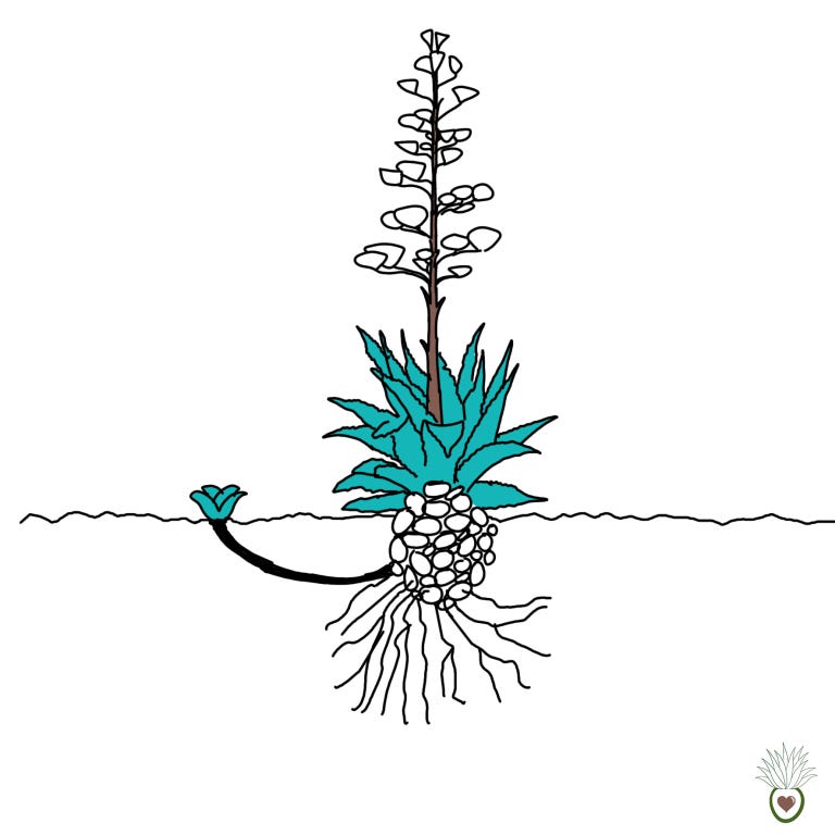 Is Tequila still a good business? | by Melisa G. Escoto | Dear Agave ...