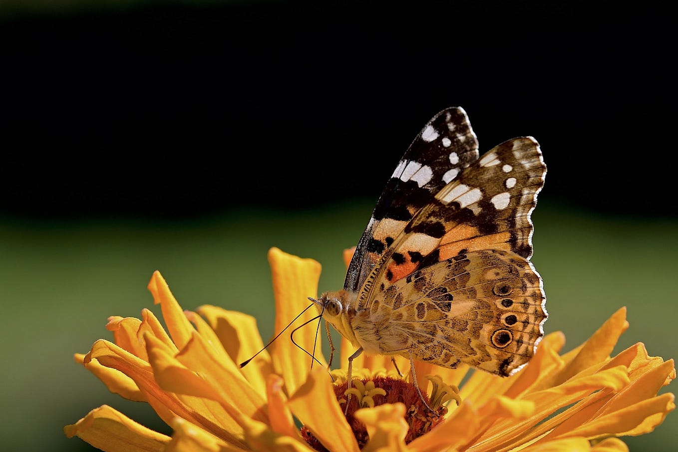 20 JavaScript Tips To Improve Our Development Efficiency! | by Maxwell | JavaScript in Plain English