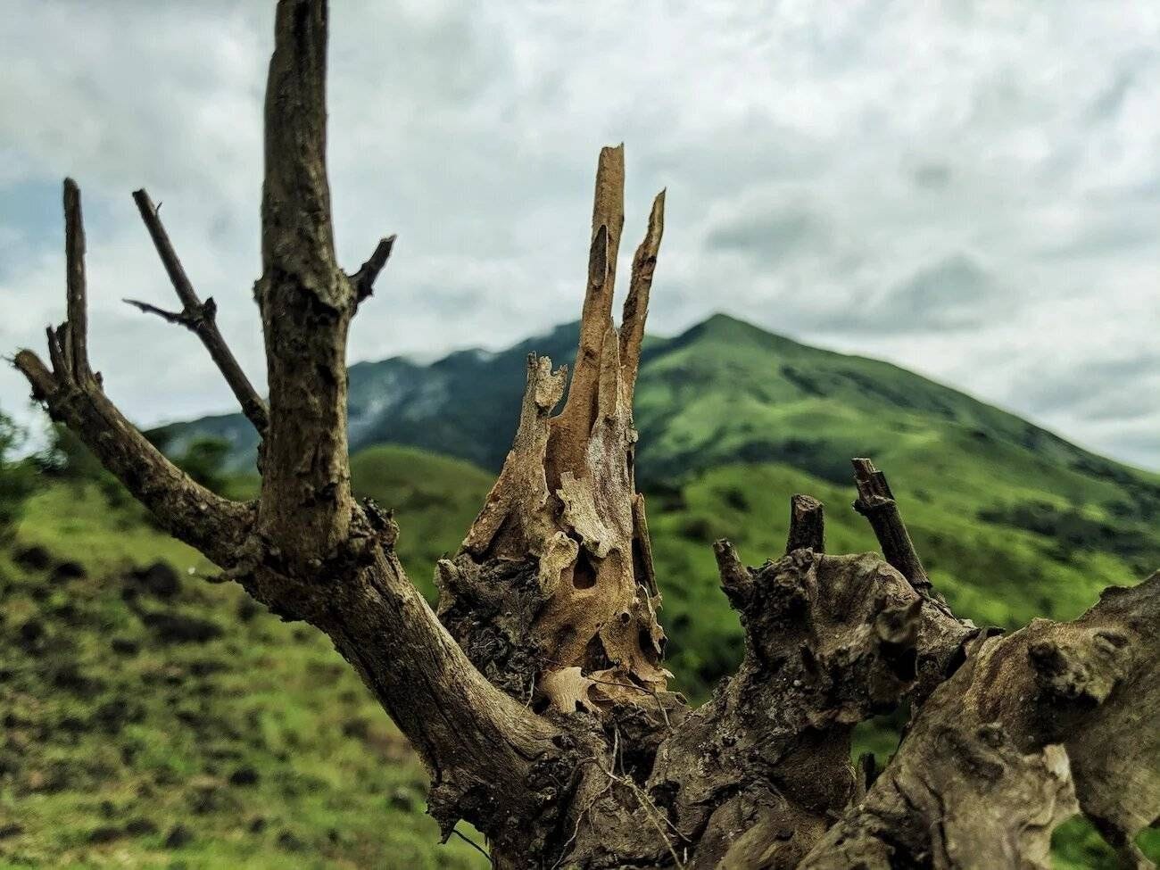 Kodachadri Trek — Shimoga’s best kept secret | by Vijay Kumar R ...