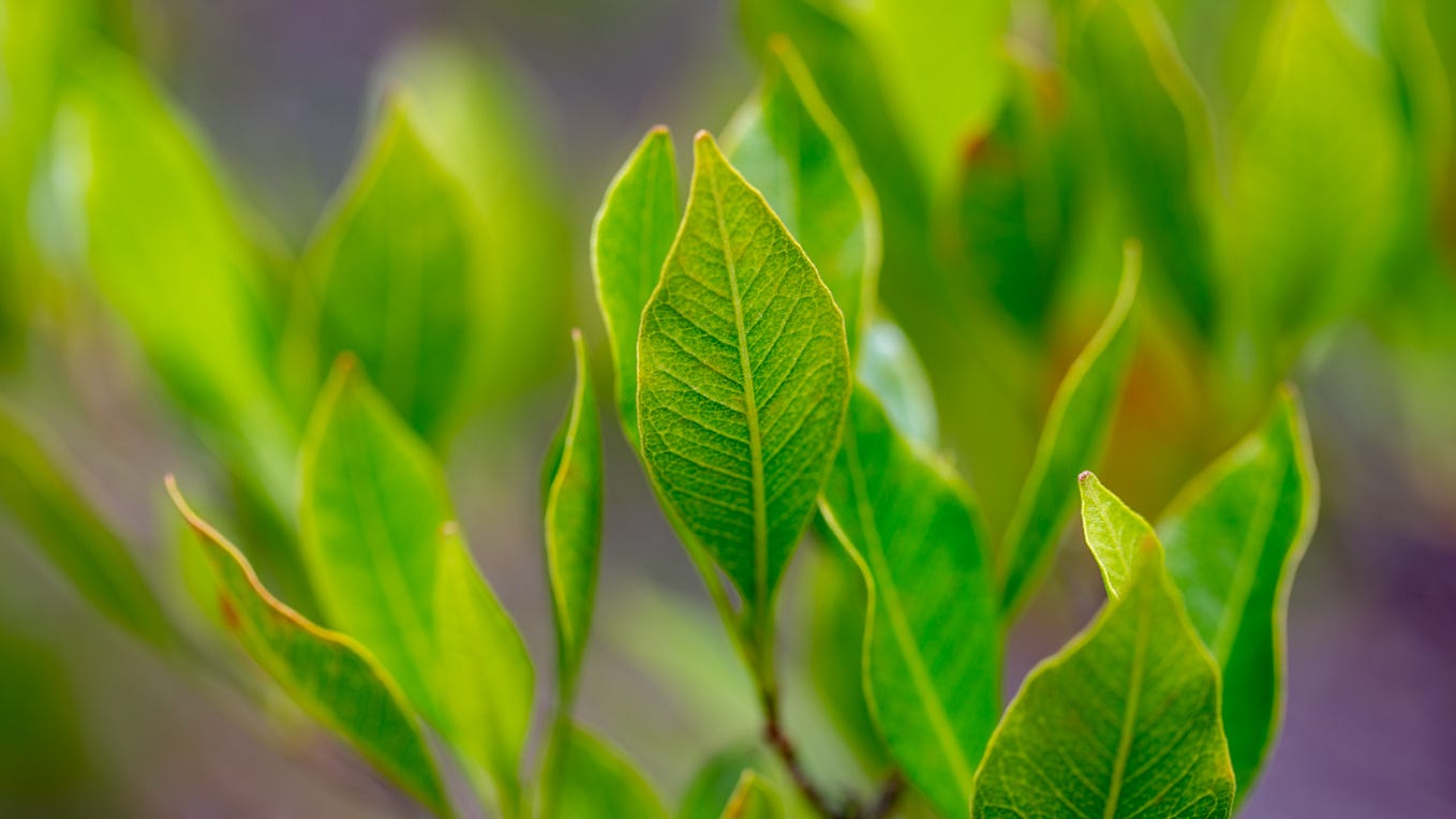 Naupaka Papa and Native Hawaiian Plant Month: A Celebration of Rare and ...