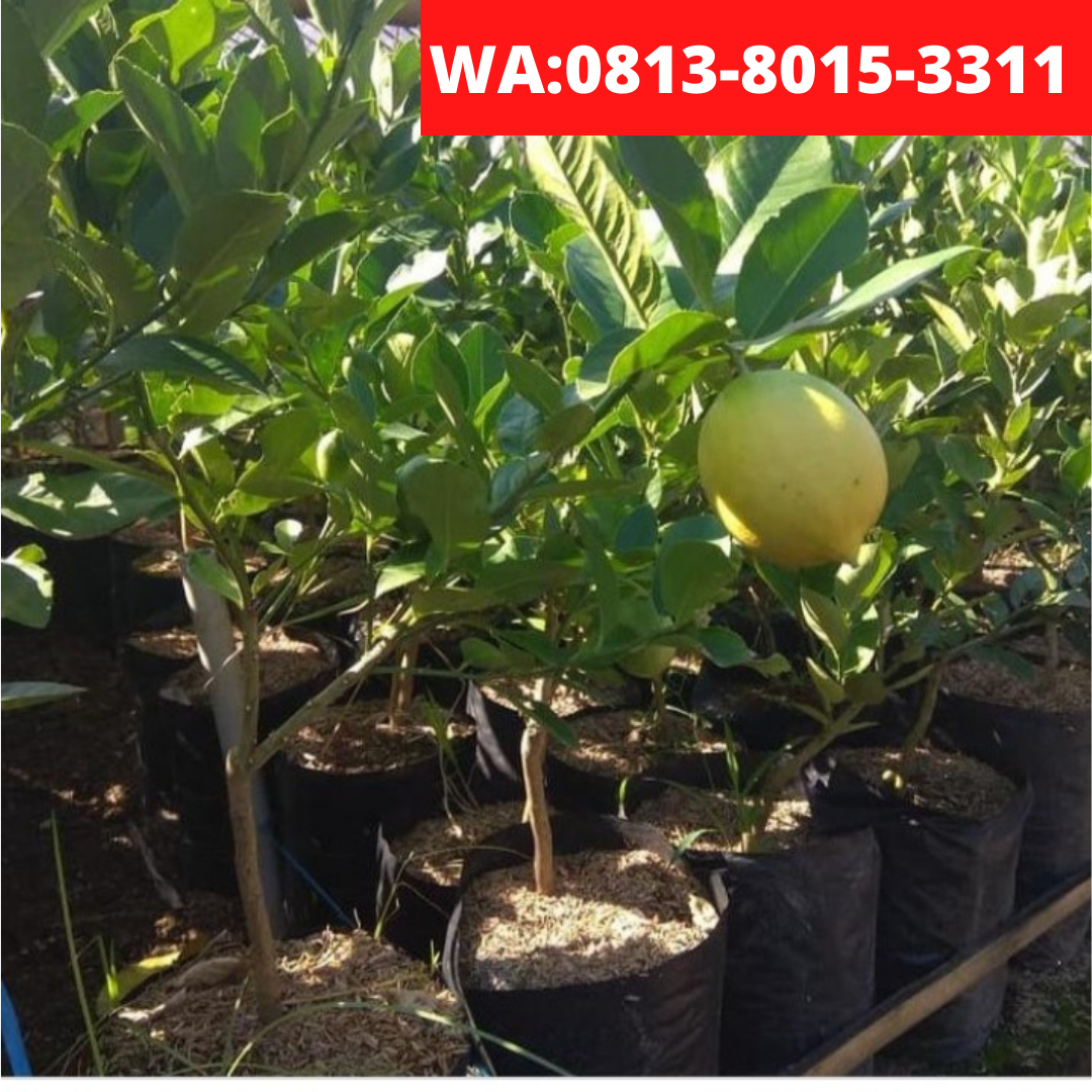 HARGA GROSIR !. Bibit jeruk lemon california adalah… | by tempatjualbibitlemon | Medium