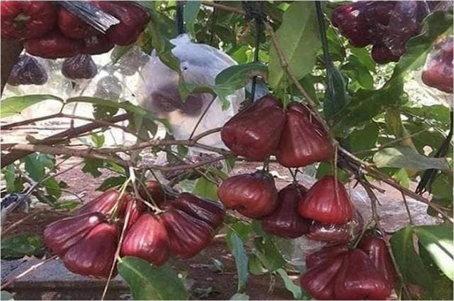 Bibit Jambu Air Kiojok Terbaru Tanaman Super Manis Bisa Dibanyar Di ...