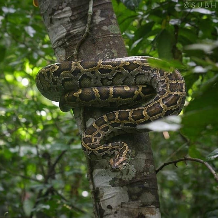 The Irresistible Charm of Pakistani Biryani: | by Varisha | Medium