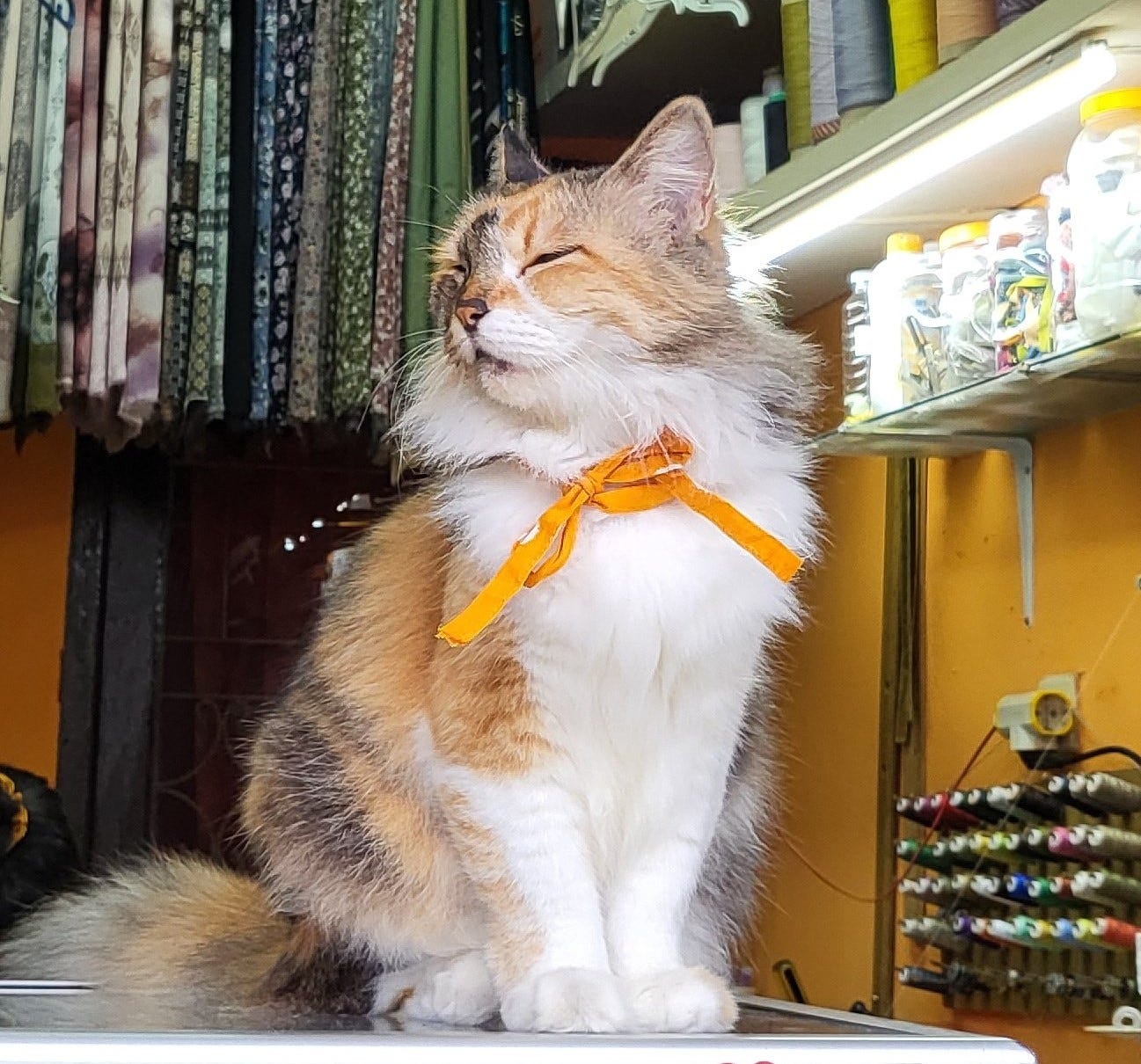 Mama Hutan. A magical tale from Papua where the… | by Harry Prasetyo Rosianto | Jun, 2025 | Medium