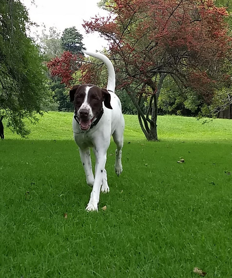 Understanding and Addressing Dog Reactivity Behavior Modification | by Holistic Dog Training ...