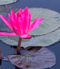 Gamaka — ‘movement’ that revitalizes the svara and shapes the raga | by ...