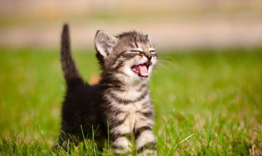 SQL Injection Lab Tryhackme Writeup | by Shamsher khan | InfoSec Write-ups