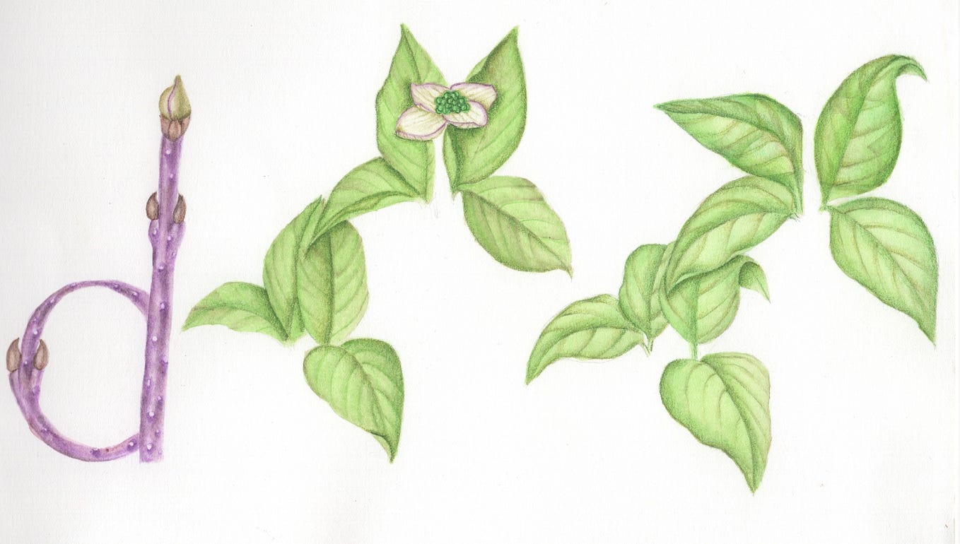 Scroll Animation and 3D Dogfish Bowl | by Olivia Shoucair | IXD Lab ...