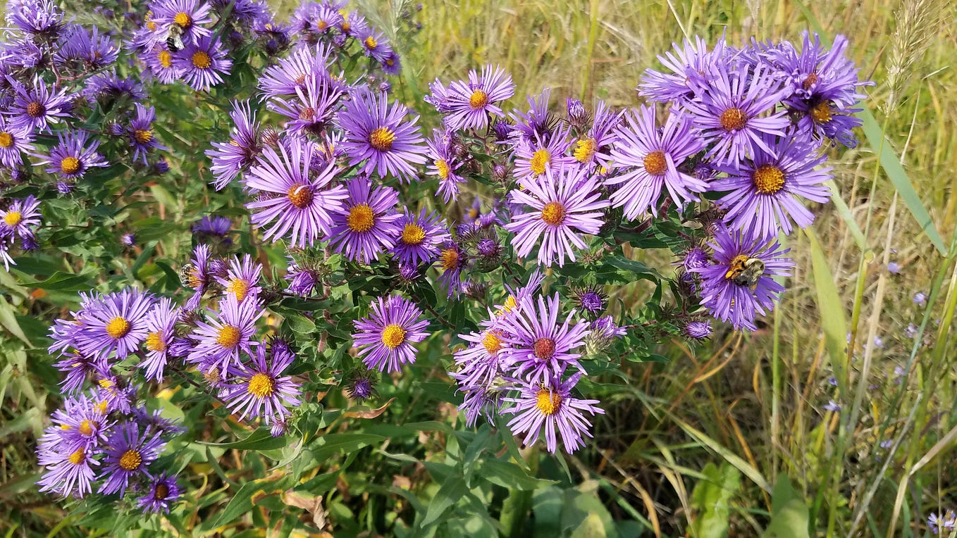 Getting started with native plantings: 10 ecological landscaping ... Getting started with native plantings: 10 ecological landscaping ...