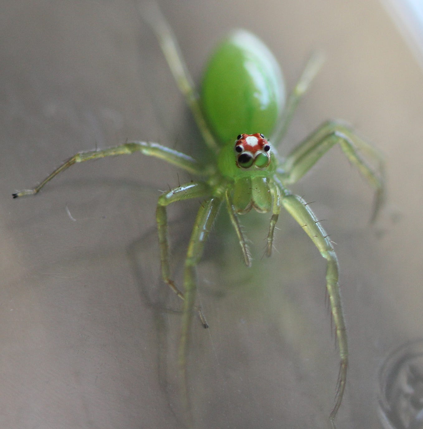 The Real Lucas The Spider. This week a video called Lucas The… | by ...