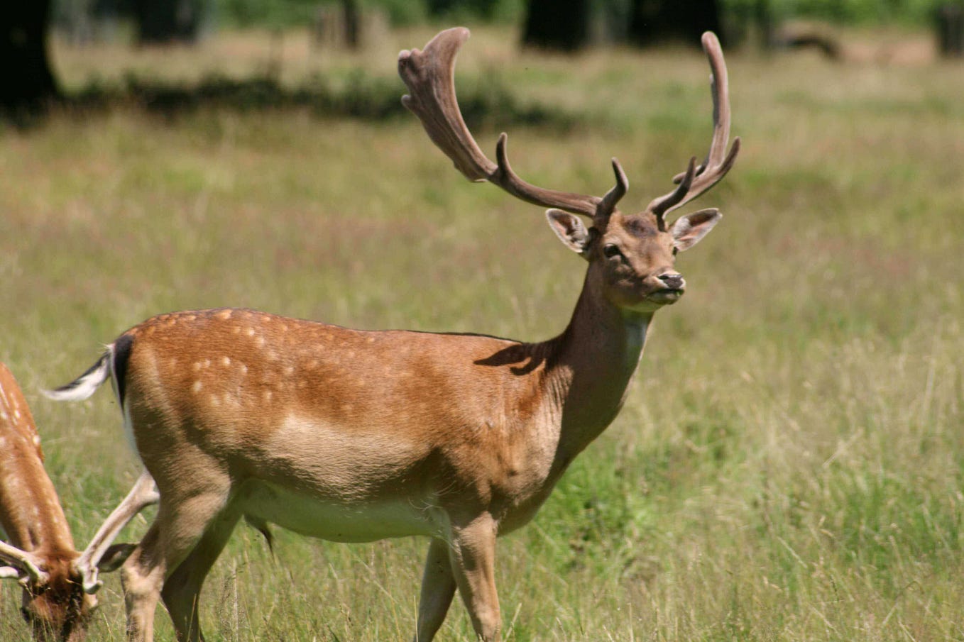 How To Hunt Deer With A Crossbow. Hunting deer with a crossbow is a ...