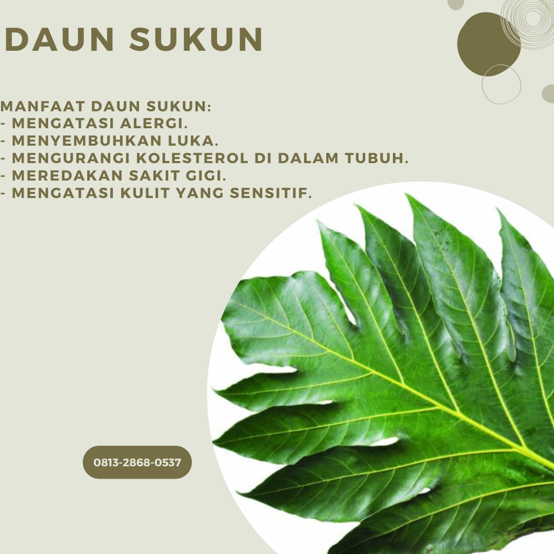 HIGENIS!!, CALL 0813–2868–0537, Pusat Budidaya Herbal Daun Meniran ...