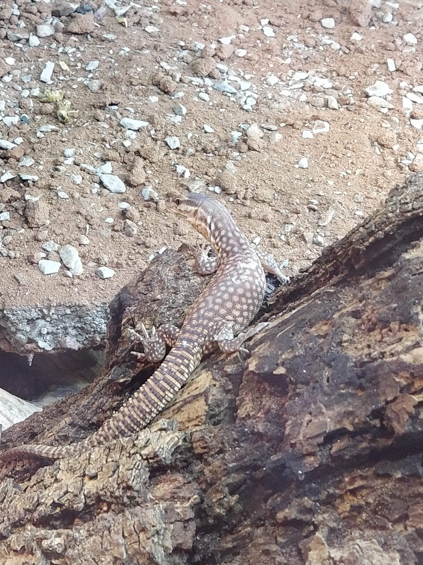 Connecting A Pulse Width Modulation Pwm Dimmer Switch Board To A Raspberry Pi For Use With