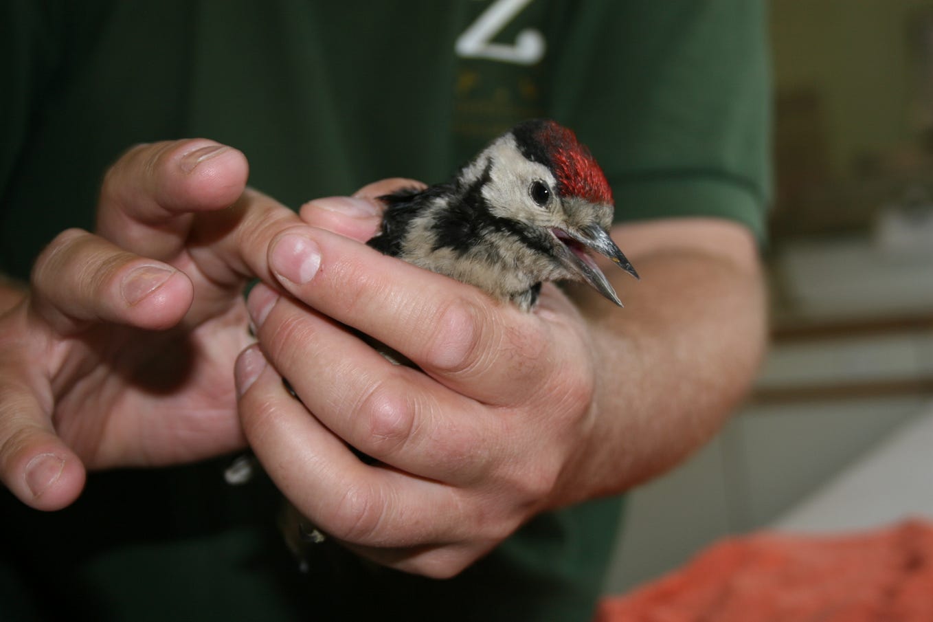 Animal Osteopathy. Its origins and growth | by Tony Nevin | Creatures ...