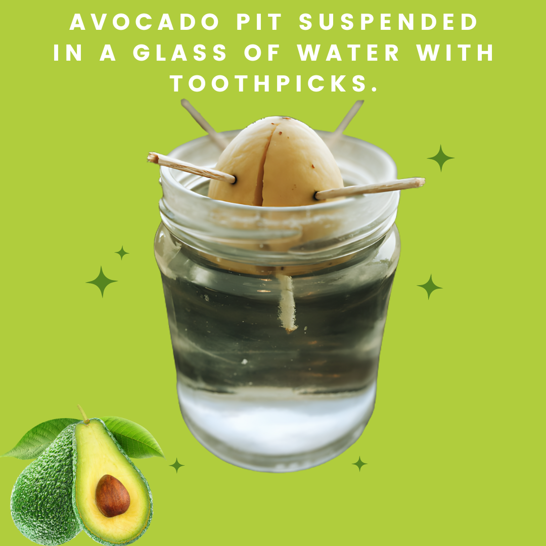 Avocado, Cucumber, and Green Apple Smoothie | by Stellap | Medium
