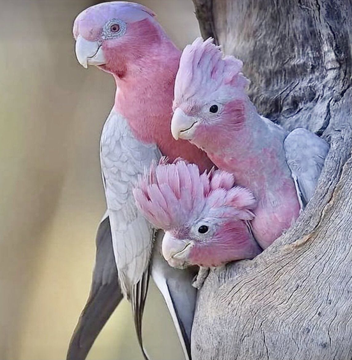 Pet Birds Behavior. Pet Birds Behavior: How to Understand… | by ...
