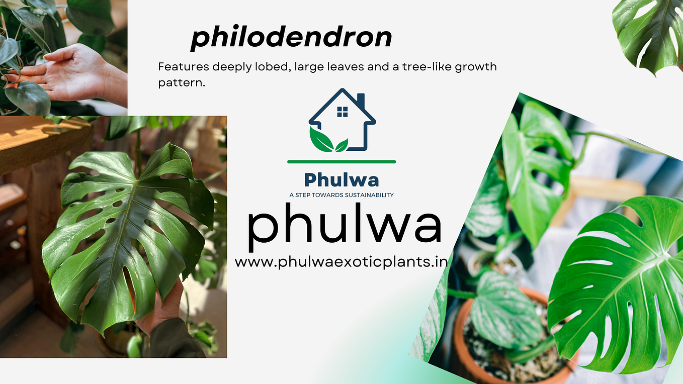 Monstera Deliciosa: The Swiss Cheese Plant - Phulwa Exotic plant - Medium