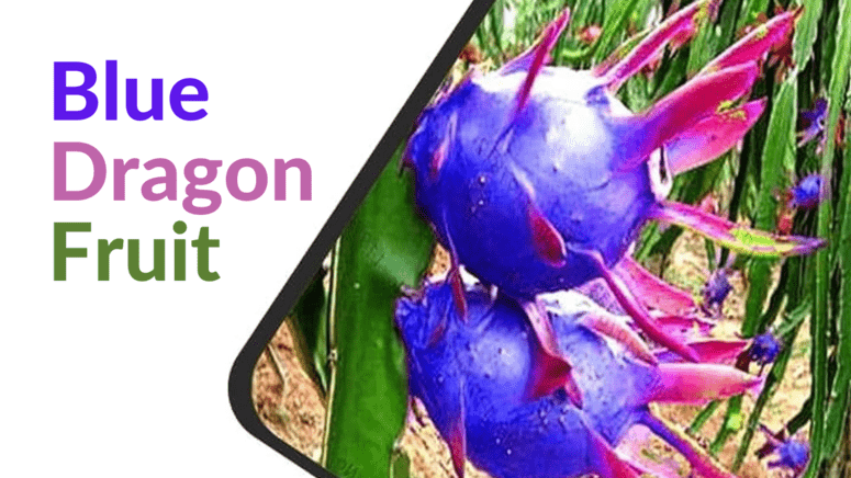 What is a Pink Spider Plant? - Webwarq - Medium
